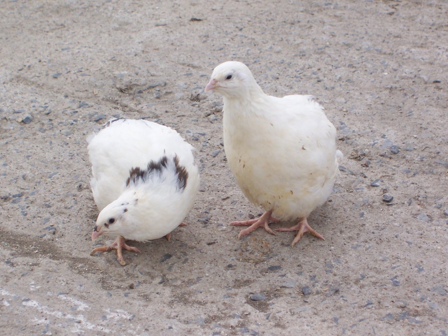 Cailles vivantes - Cailles de Chanteloup